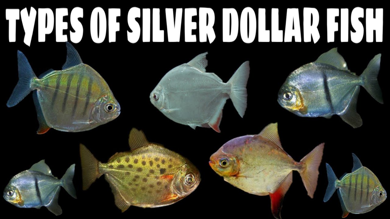 SILVER DOLLAR - Chibi-Aquarium
