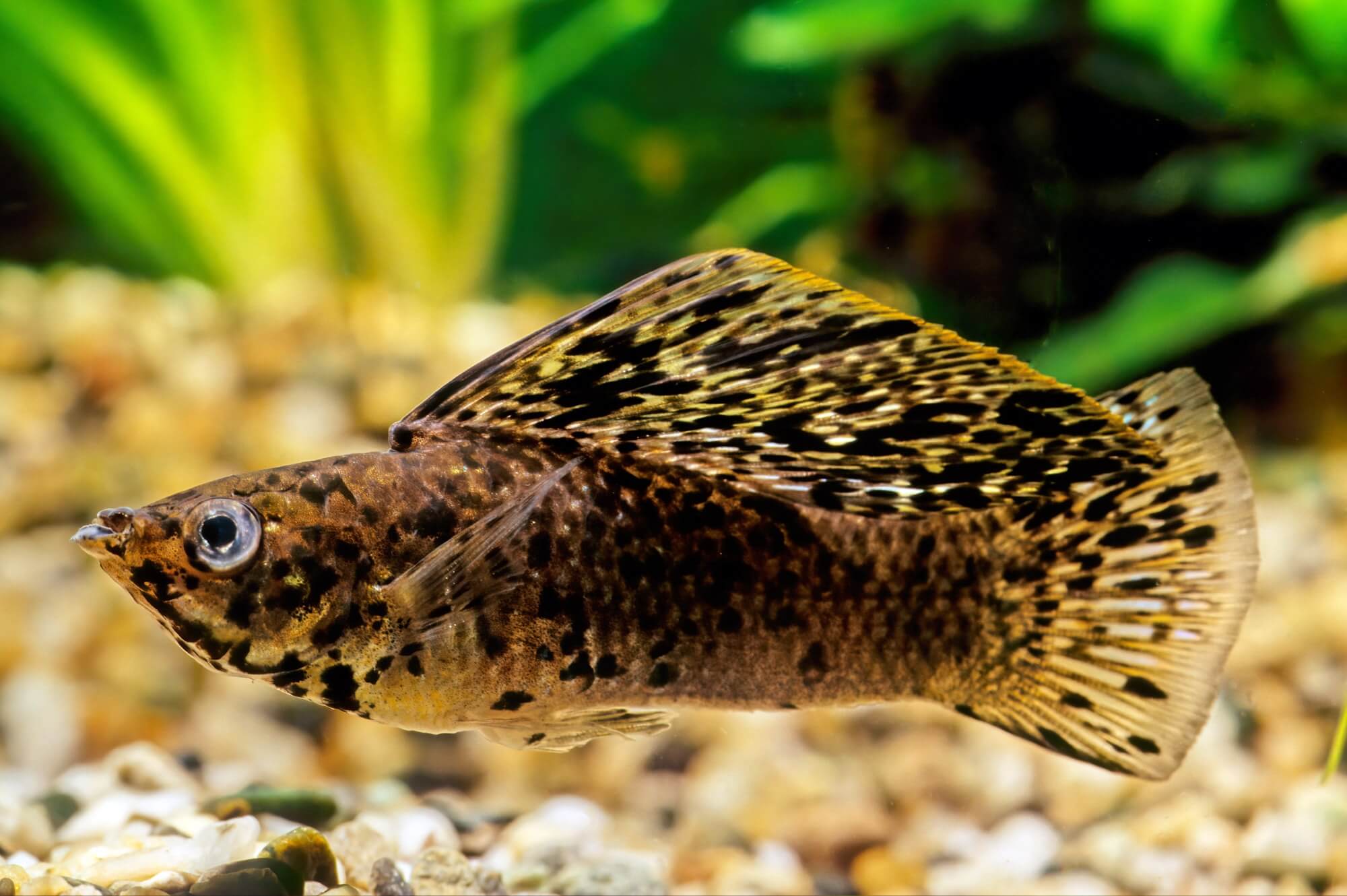 Molly Fish - Chibi-Aquarium