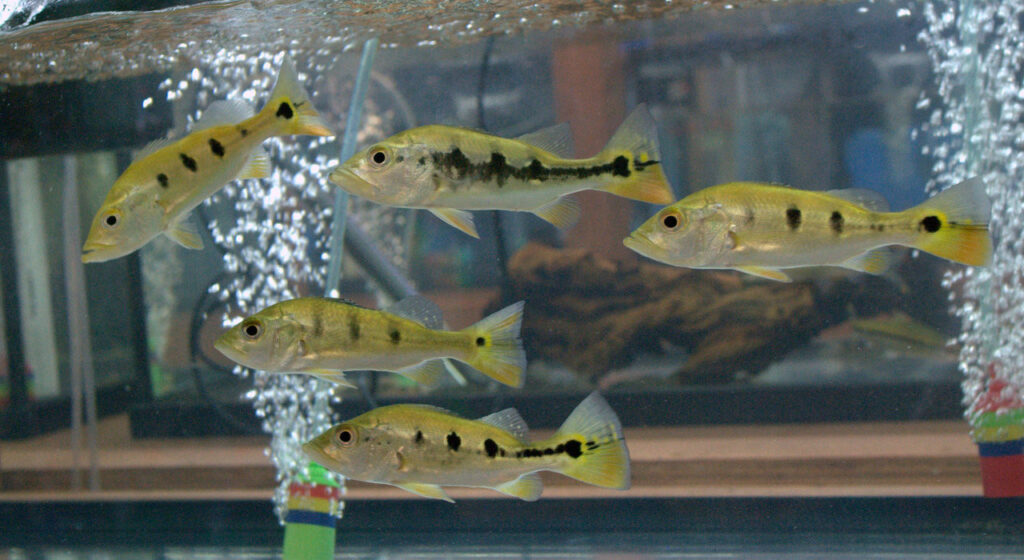 PEACOCK BASS - Chibi-Aquarium