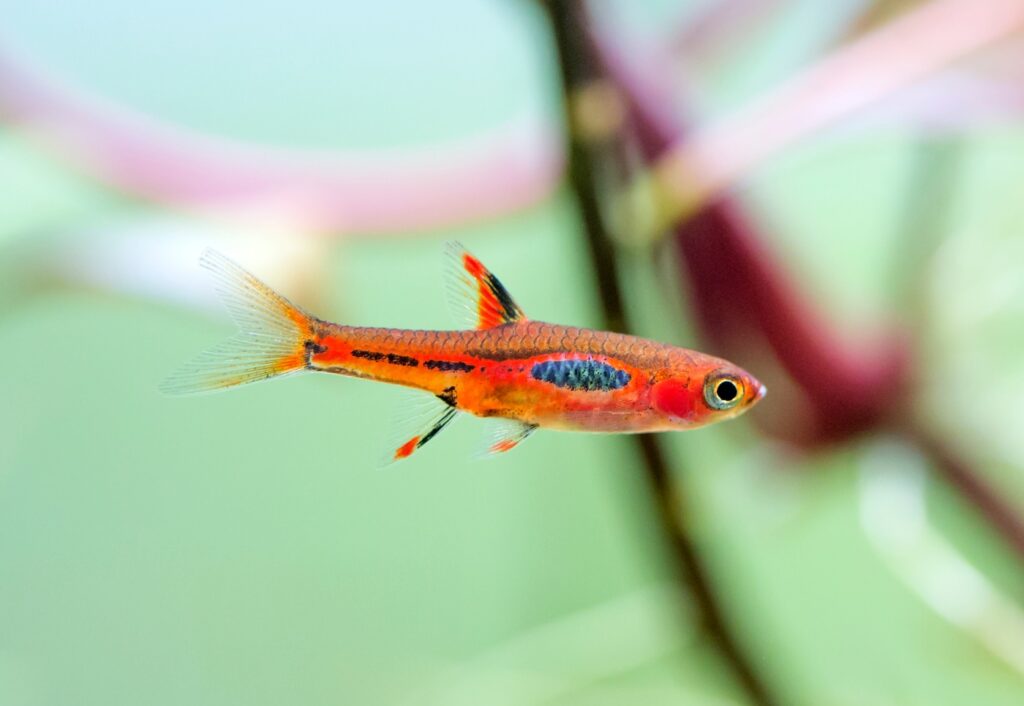 PHOENIX RASBORA - Chibi-Aquarium