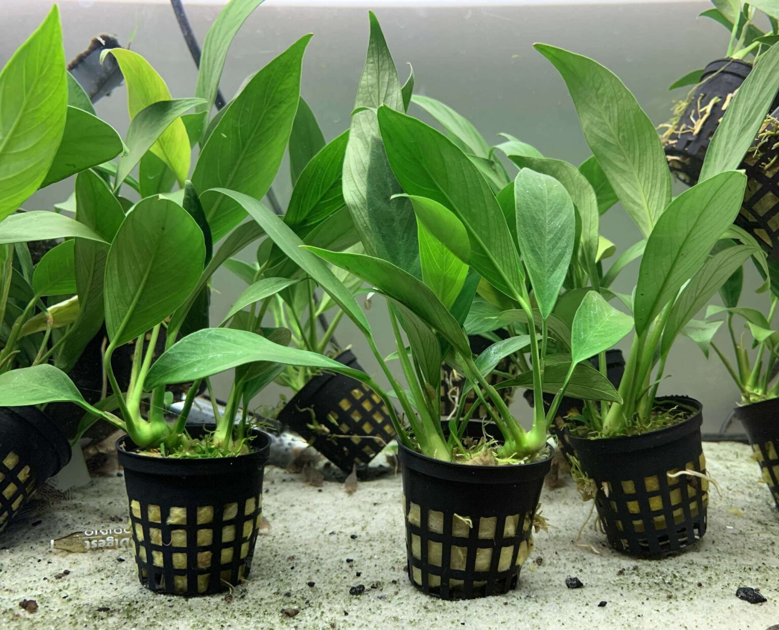 ANUBIAS LANCEOLATA - Chibi-Aquarium