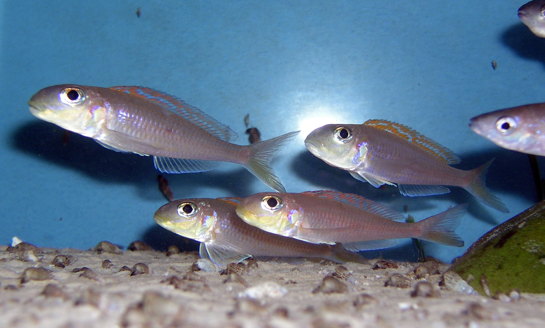 XENOTILAPIA CICHLID - Chibi-Aquarium