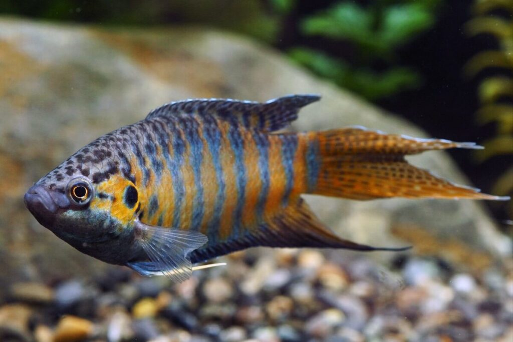 PARADISE FISH - Chibi-Aquarium