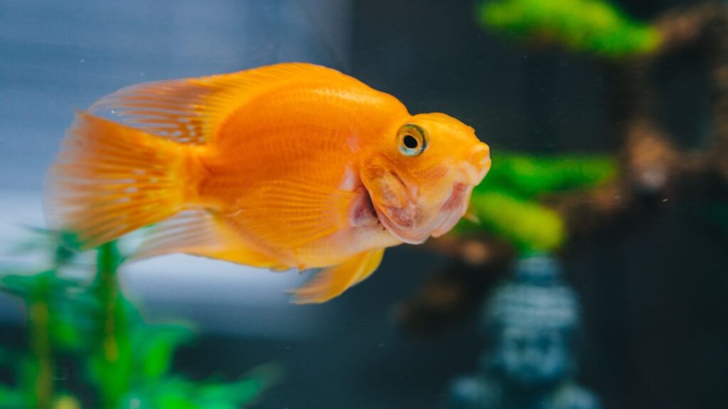 PARROT CICHLID - Chibi-Aquarium