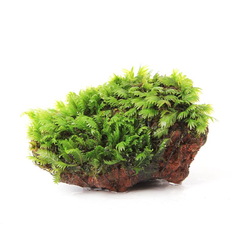 FISSIDENS MOSS - Chibi-Aquarium