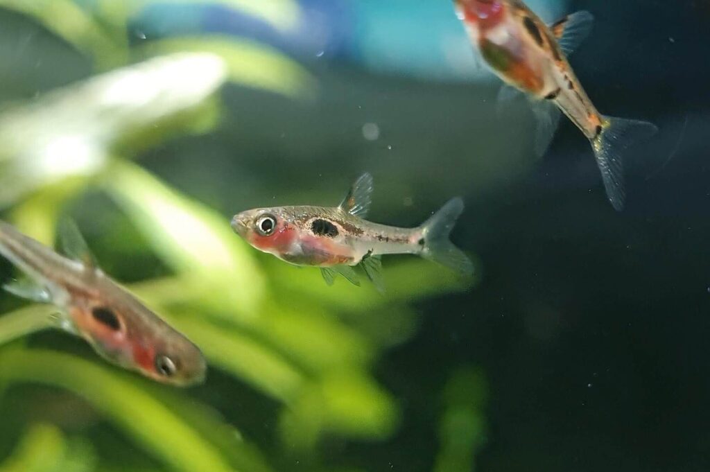 PHOENIX RASBORA - Chibi-Aquarium