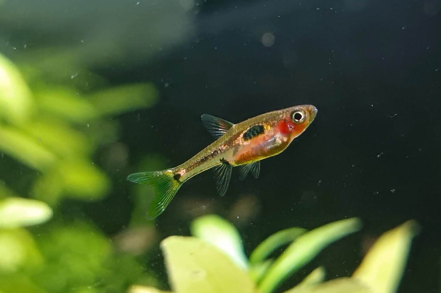PHOENIX RASBORA - Chibi-Aquarium