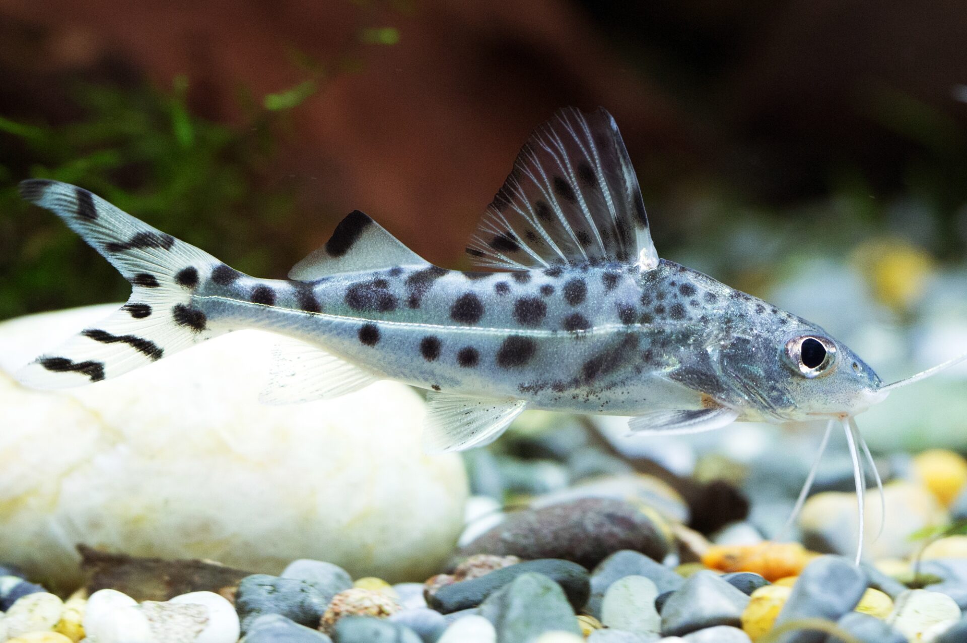 PICTUS CATFISH - Chibi-Aquarium