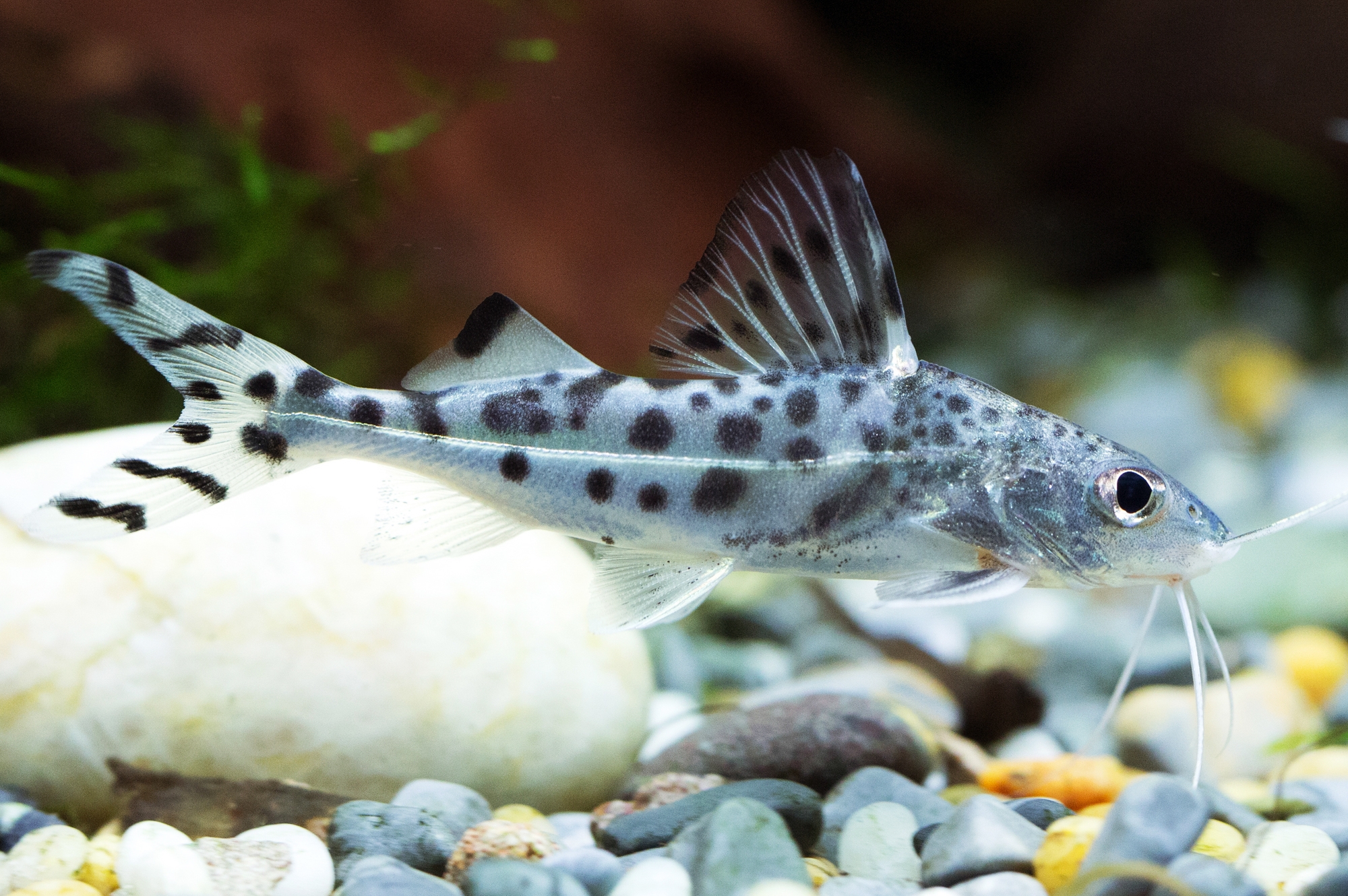 PICTUS CATFISH - Chibi-Aquarium