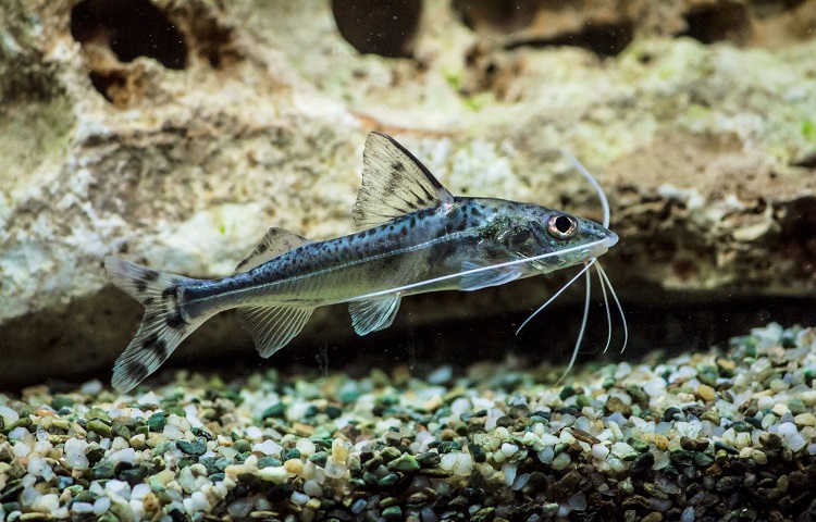 PICTUS CATFISH - Chibi-Aquarium