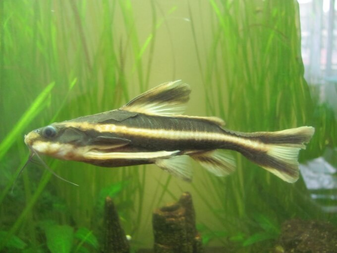 STRIPED RAPHAEL CATFISH - Chibi-Aquarium