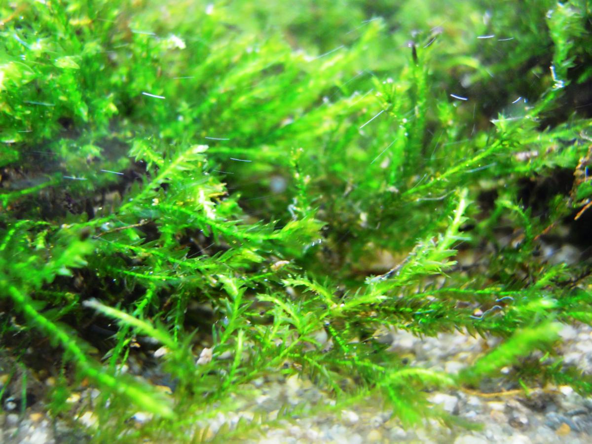 WILLOW MOSS - Chibi-Aquarium