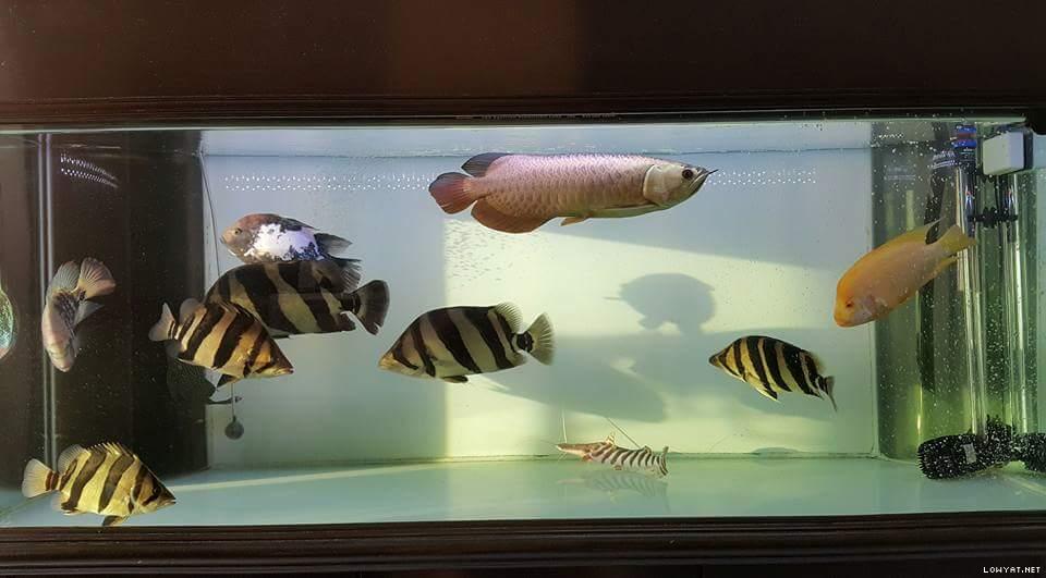 DATNOID - Chibi-Aquarium