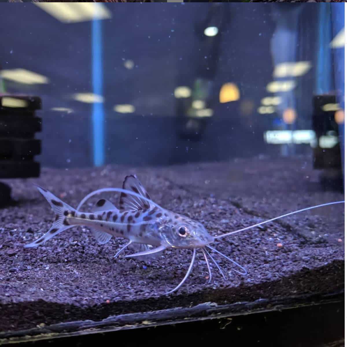 PICTUS CATFISH - Chibi-Aquarium