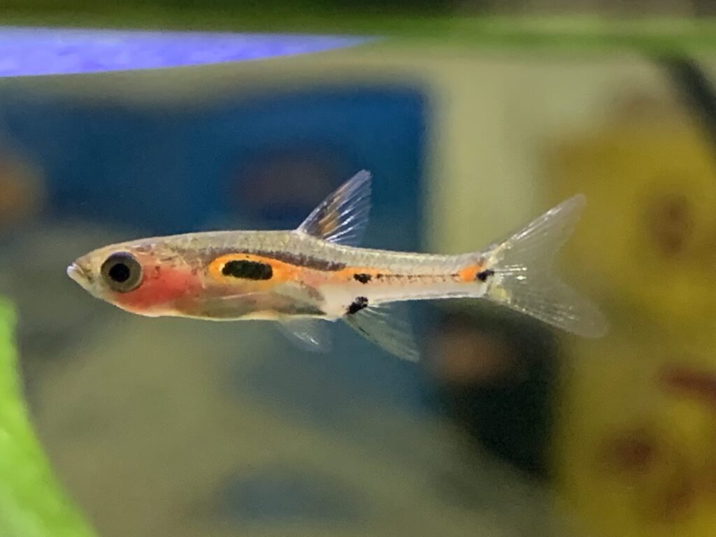 PHOENIX RASBORA - Chibi-Aquarium