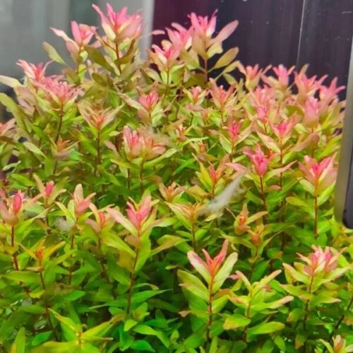 ROTALA MACRANDRA 'YELLOW' - Chibi-Aquarium