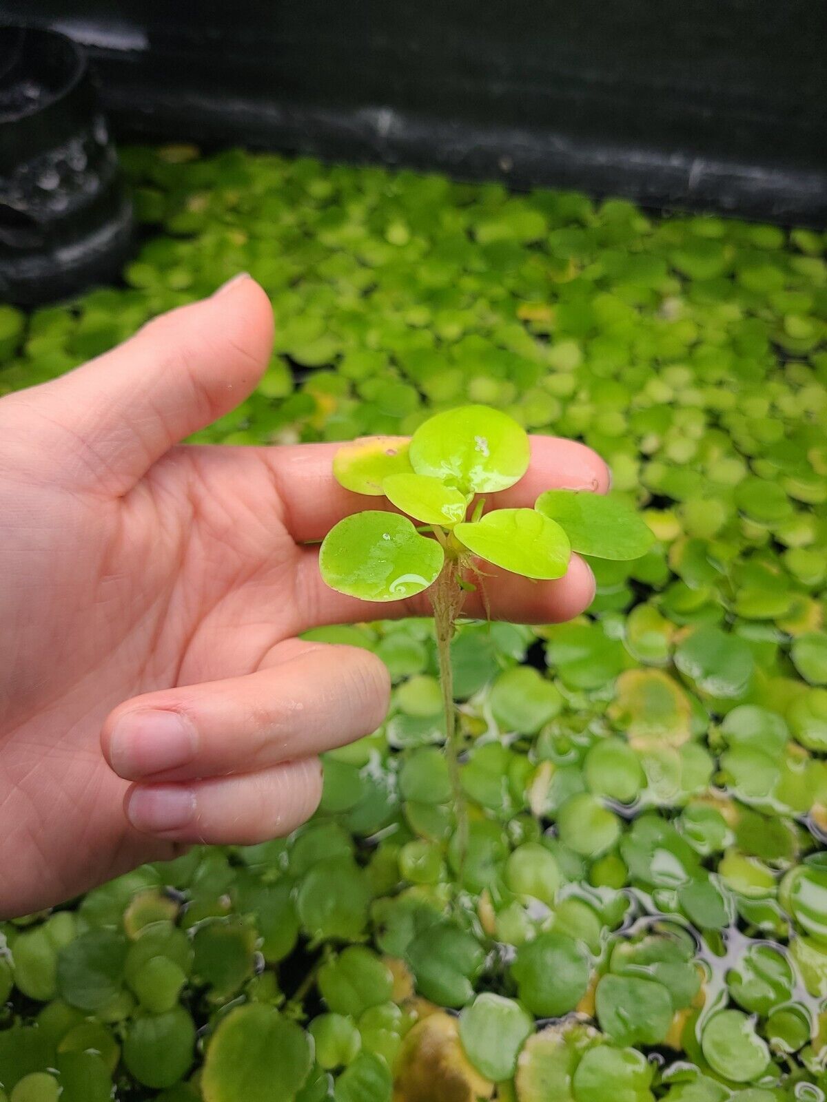 FROGBIT - Chibi-Aquarium