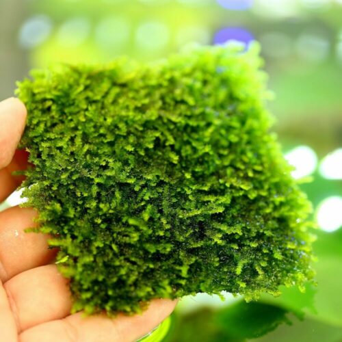 Aquarium Plants - Some Of The Popular Moss - Chibi-Aquarium