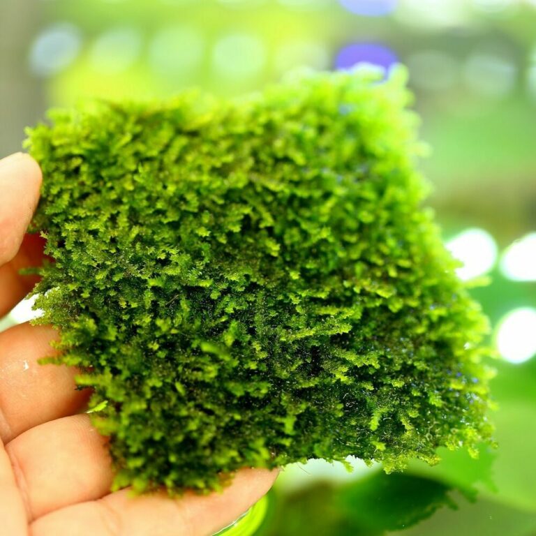 Aquarium Plants - Some Of The Popular Moss - Chibi-Aquarium