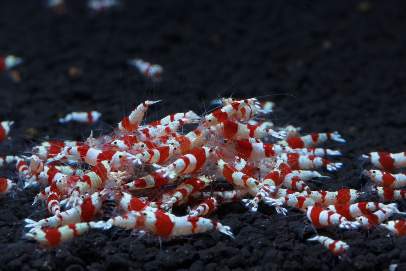 CRYSTAL RED SHRIMP - Chibi-Aquarium