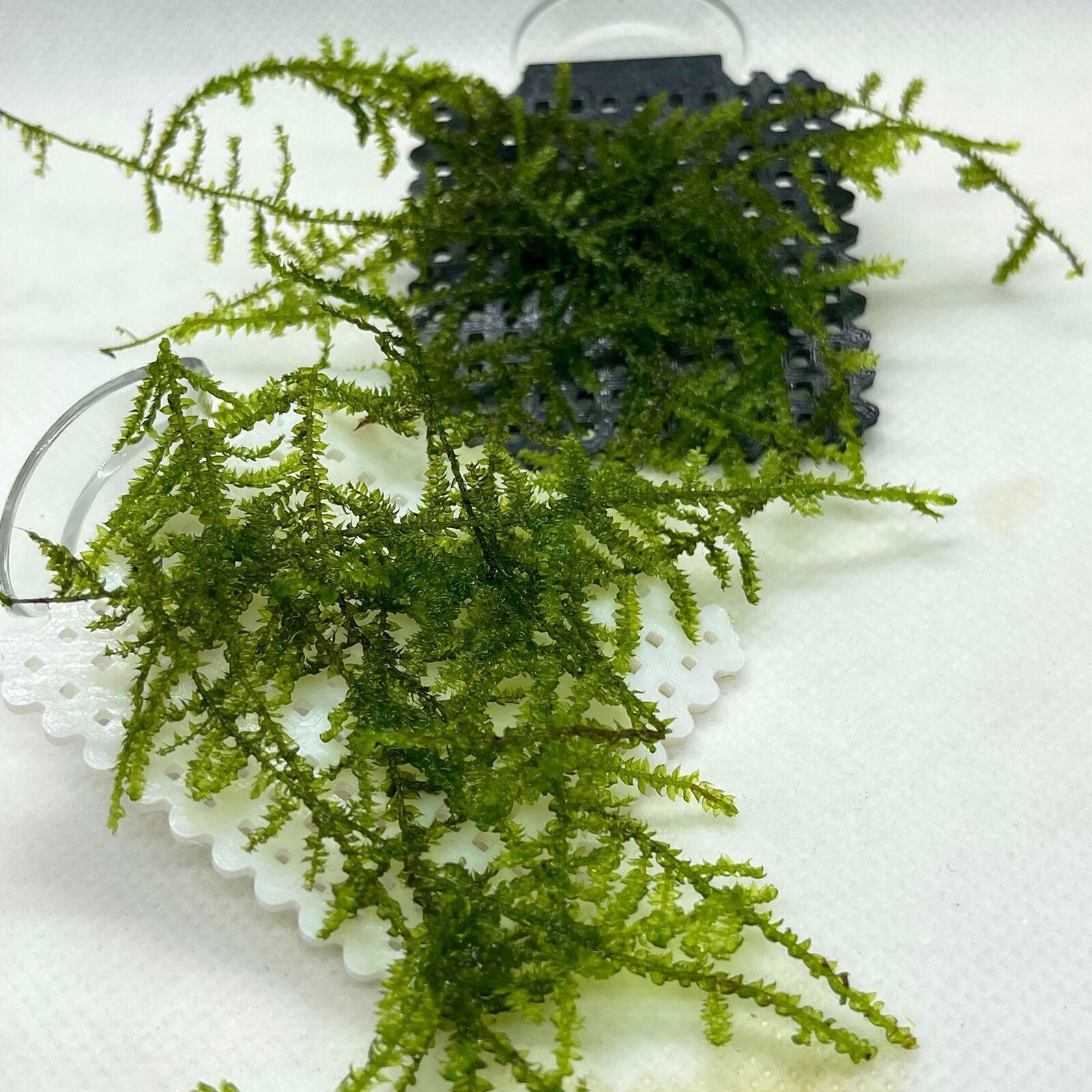 CHRISTMAS MOSS - Chibi-Aquarium