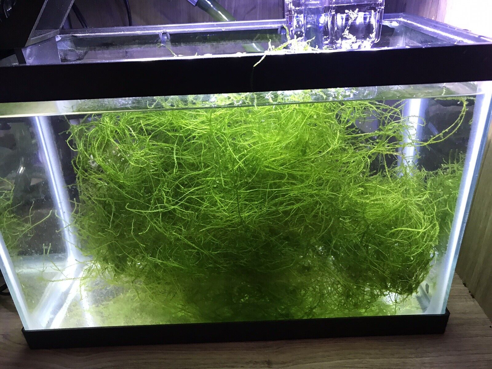 JAVA MOSS - Chibi-Aquarium