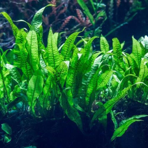 JAVA FERN - Chibi-Aquarium