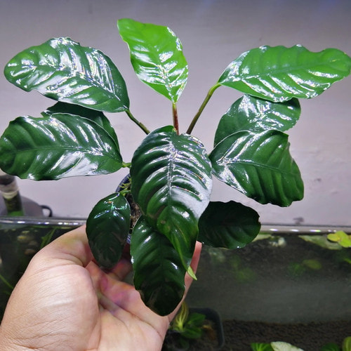 ANUBIAS COFFEEFOLIA - Chibi-Aquarium