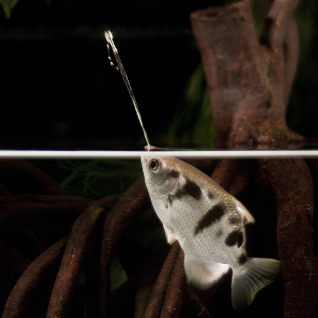 ARCHER FISH - Chibi-Aquarium