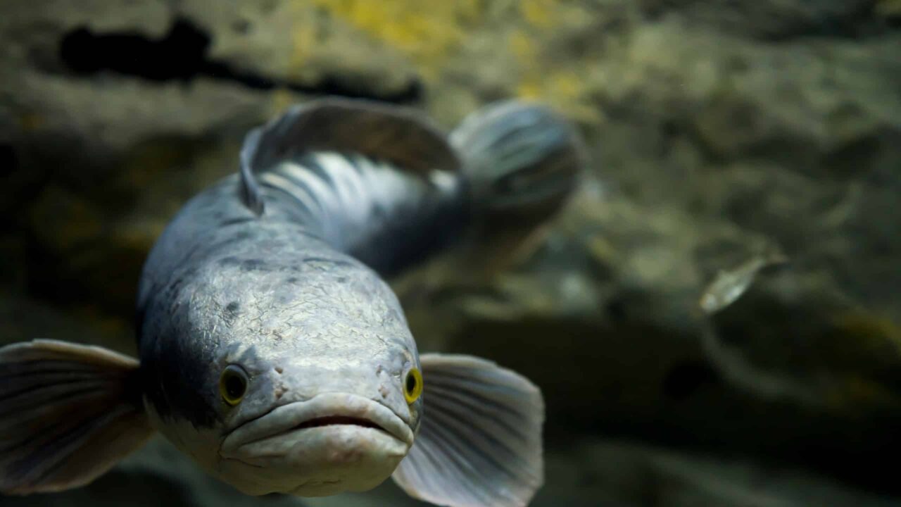 SNAKEHEAD FISH - Chibi-Aquarium