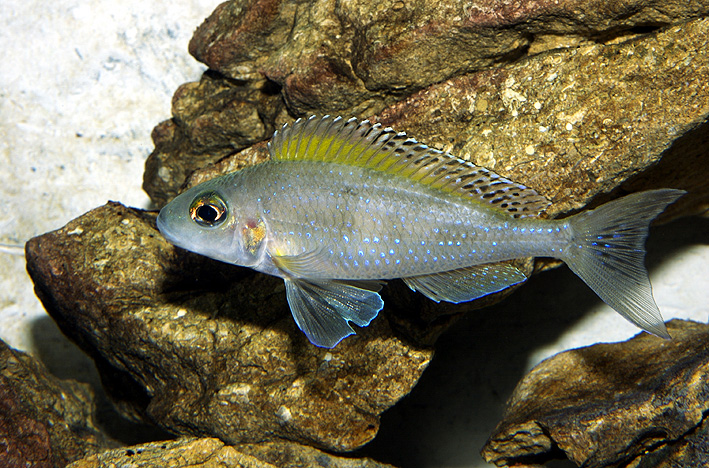 XENOTILAPIA CICHLID - Chibi-Aquarium