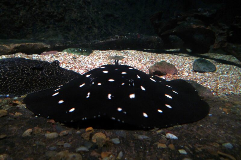 POLKA DOT STINGRAY - Chibi-Aquarium