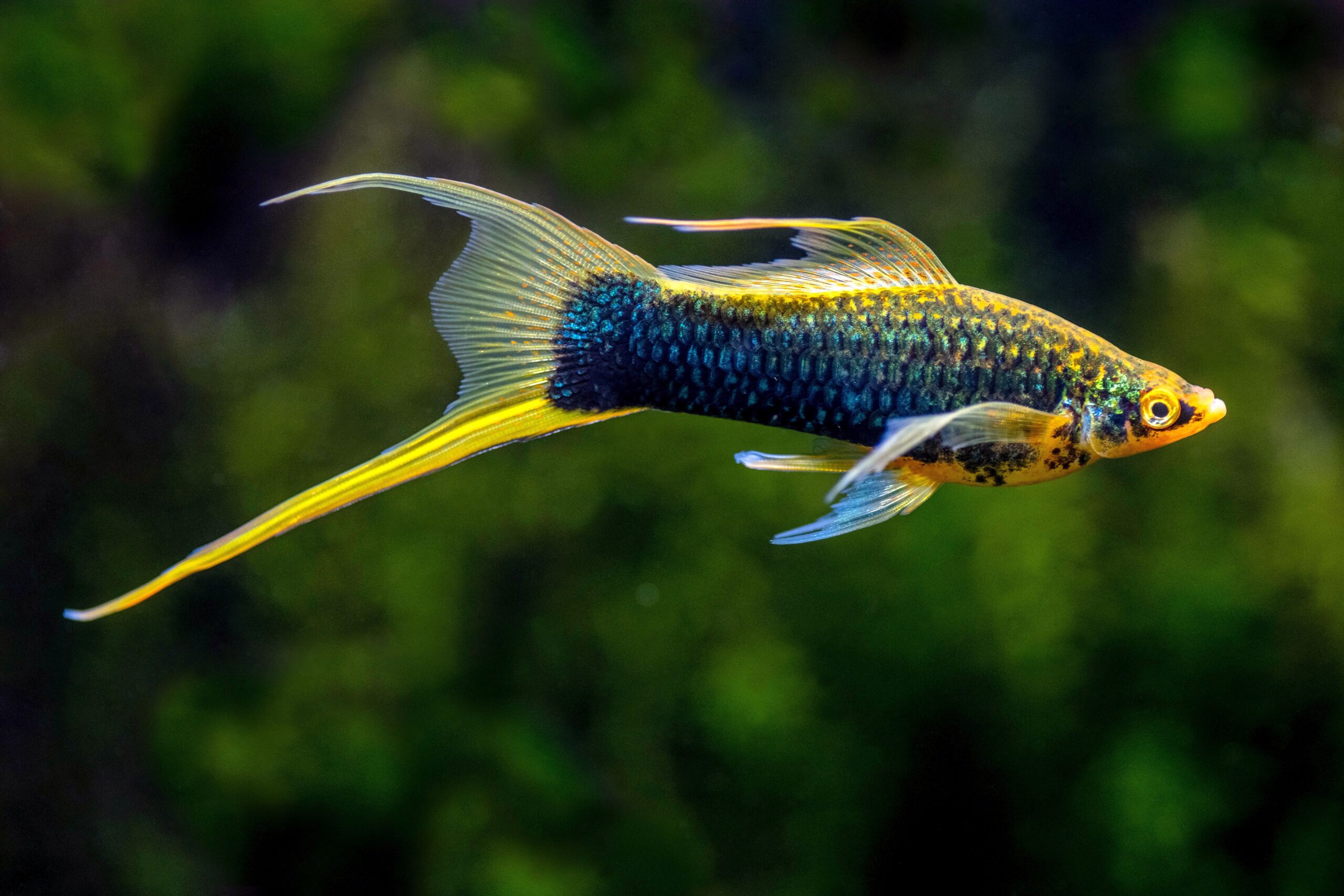 GREEN SWORDTAIL - Chibi-Aquarium