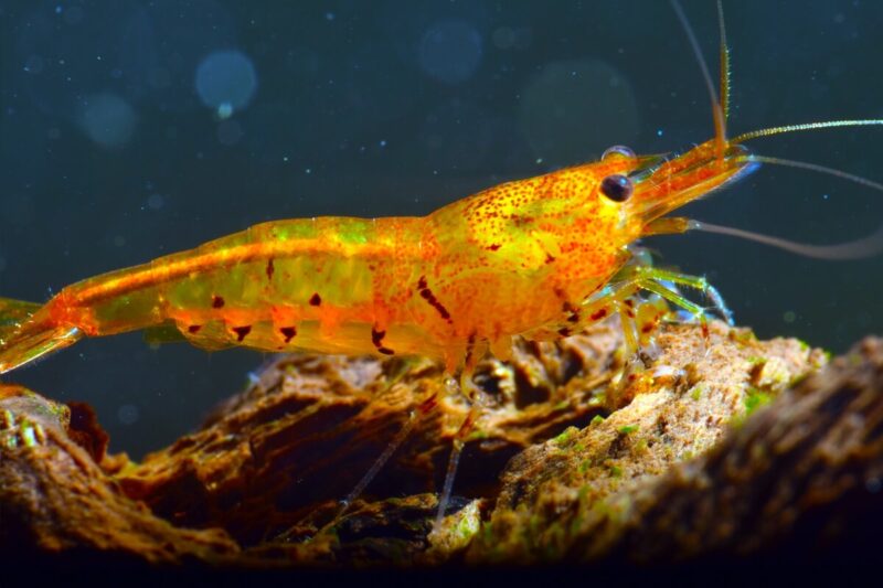 TANGERINE TIGER SHRIMP - Chibi-Aquarium