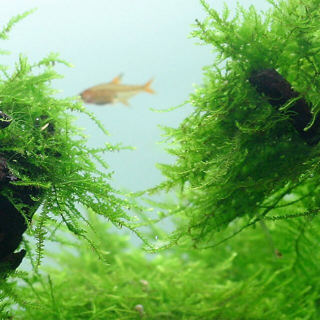 JAVA MOSS - Chibi-Aquarium