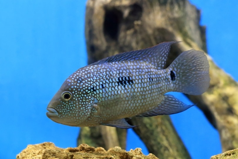 TEXAS CICHLID - Chibi-Aquarium