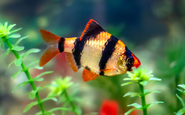 TIGER BARB - Chibi-Aquarium