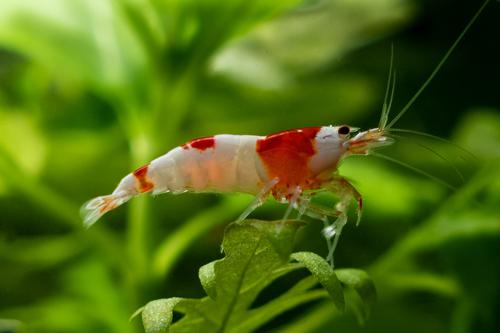 CRYSTAL RED SHRIMP - Chibi-Aquarium