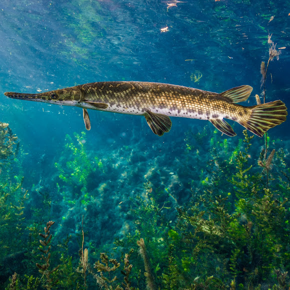 SPOTTED GAR - Chibi-Aquarium