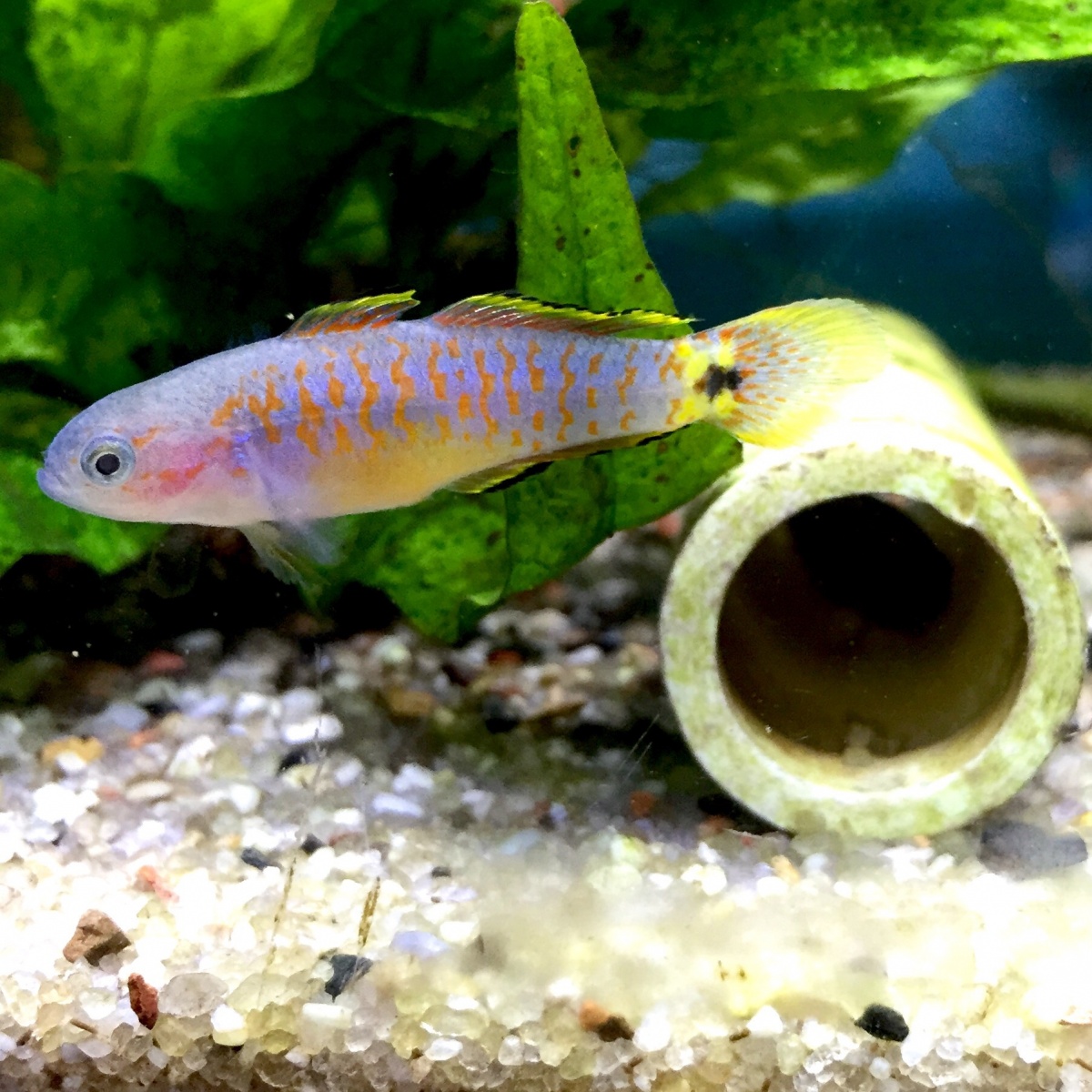 PEACOCK GUDGEON - Chibi-Aquarium