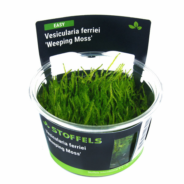 WEEPING MOSS - Chibi-Aquarium