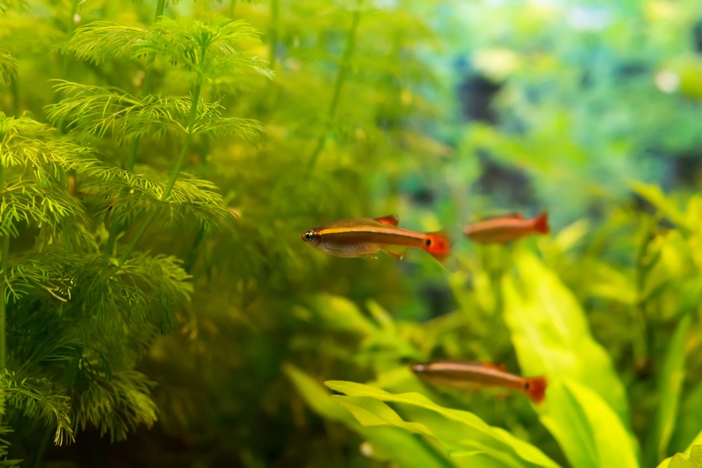 WHITE CLOUD MOUNTAIN MINNOW - Chibi-Aquarium