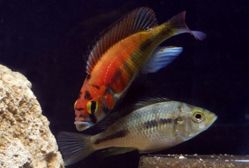 KYOGA FLAMEBACK - Chibi-Aquarium