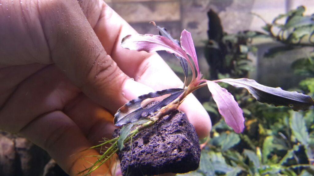 BUCEPHALANDRA PINK MARTINI - Chibi-Aquarium
