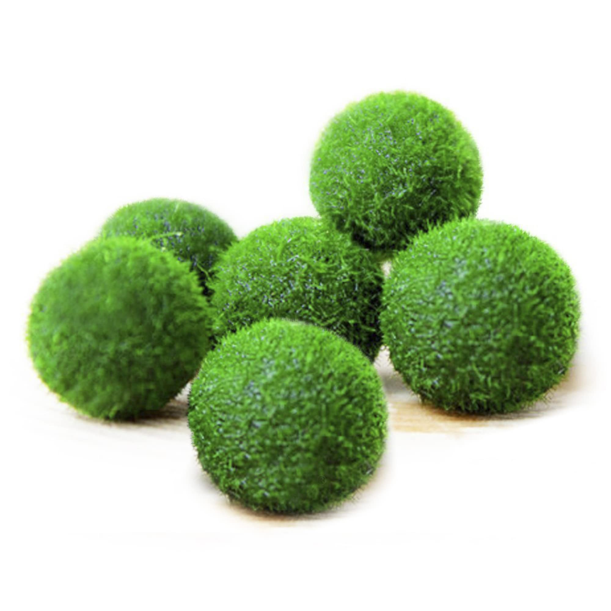 MARIMO MOSS BALL - Chibi-Aquarium