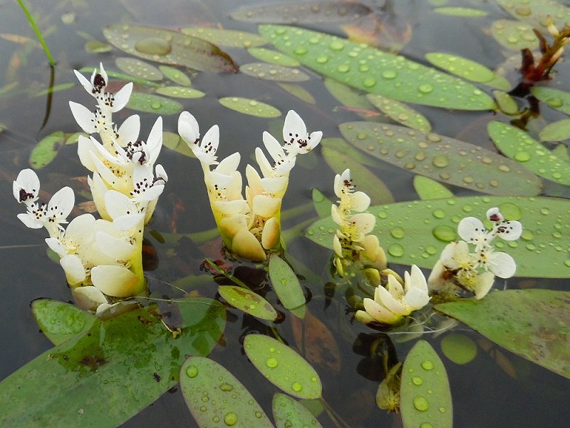 WATER HAWTHORN - Chibi-Aquarium
