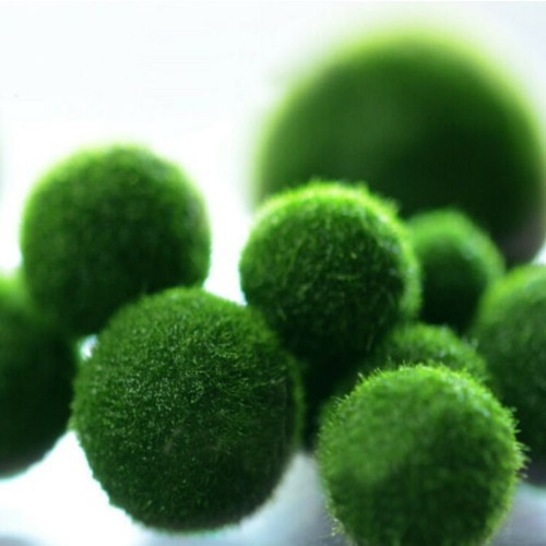 MARIMO MOSS BALL - Chibi-Aquarium