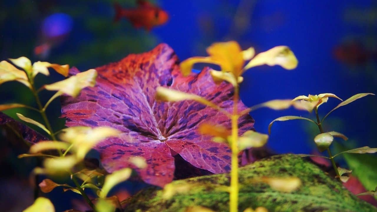 TIGER LOTUS - Chibi-Aquarium