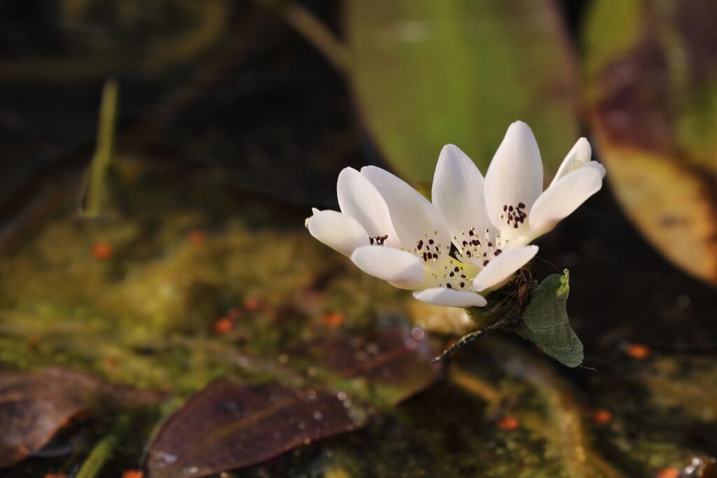 WATER HAWTHORN - Chibi-Aquarium