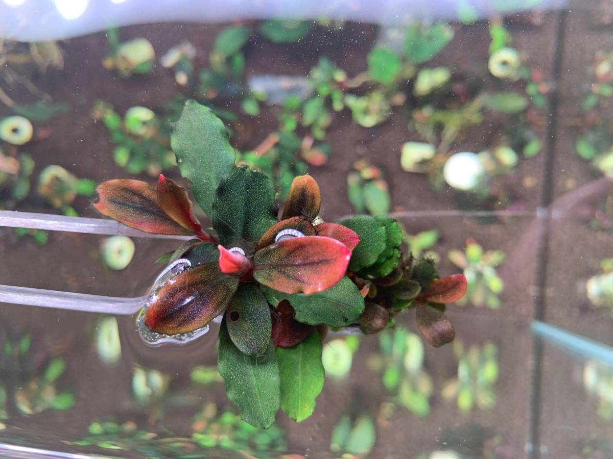 BUCEPHALANDRA PINK MARTINI - Chibi-Aquarium